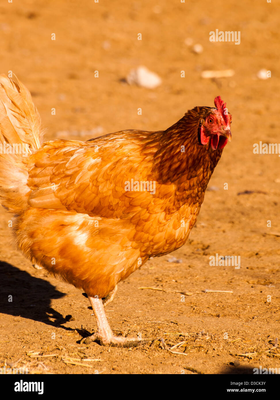Free range foraging chicken at an organic farm Stock Photo - Alamy