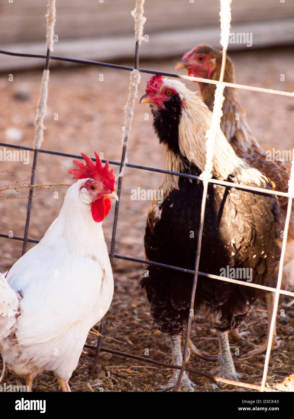 Free range foraging chicken at an organic farm Stock Photo - Alamy