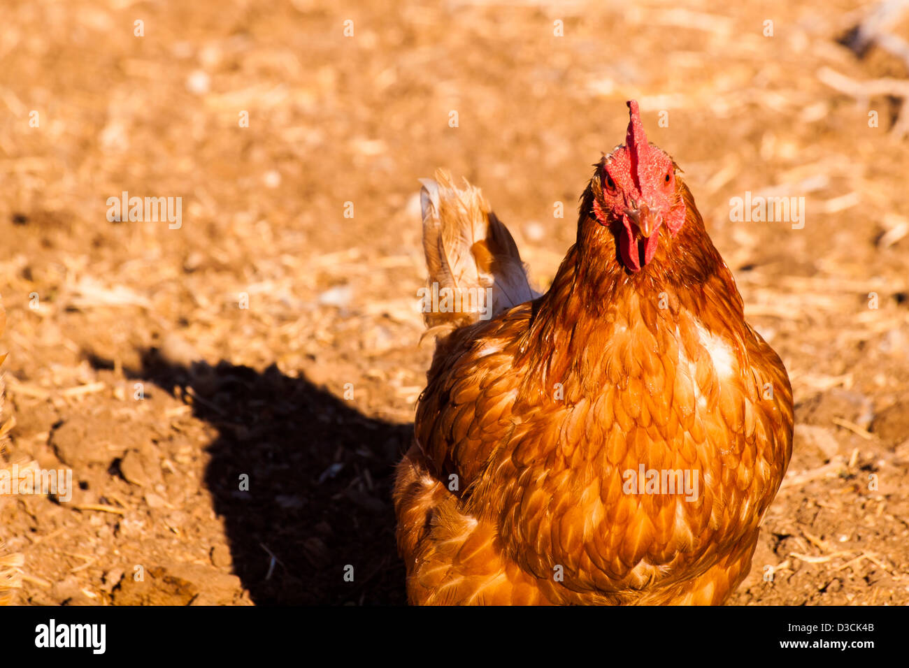 Free range foraging chicken at an organic farm Stock Photo - Alamy