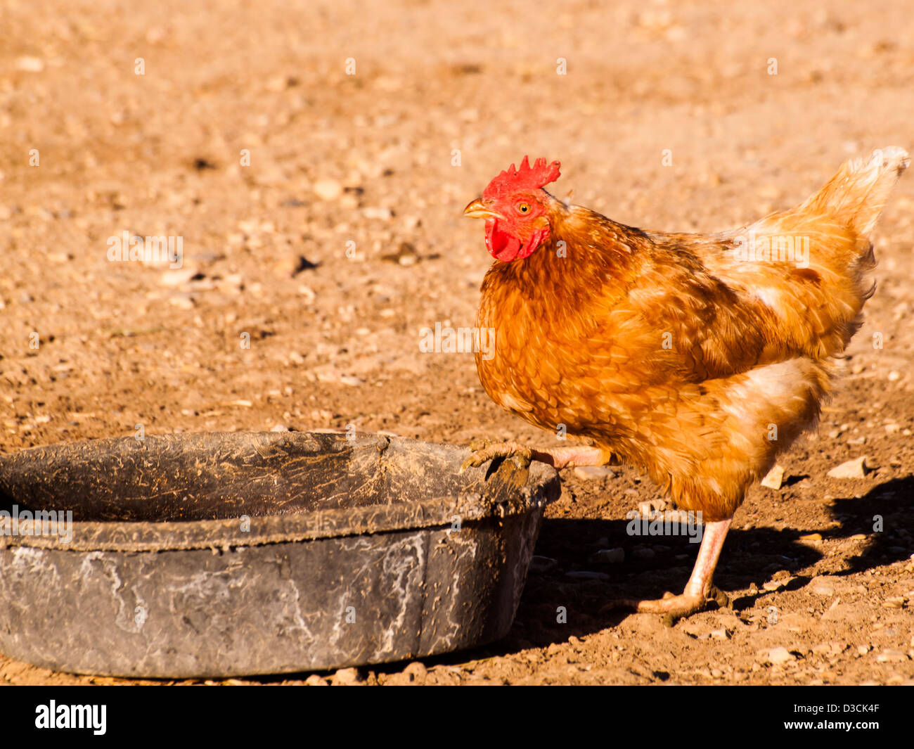 Free range foraging chicken at an organic farm Stock Photo - Alamy