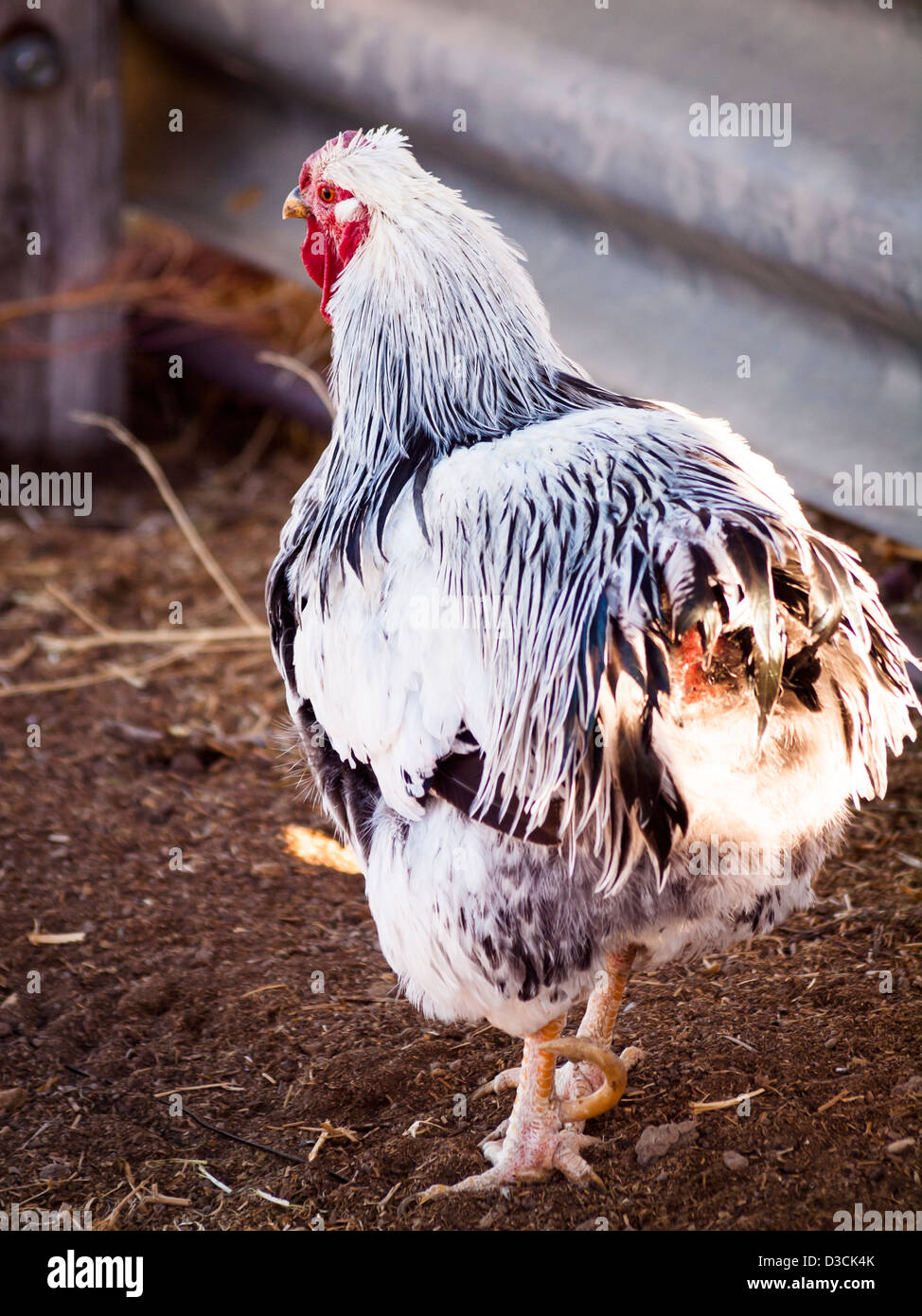 Free range foraging chicken at an organic farm Stock Photo - Alamy