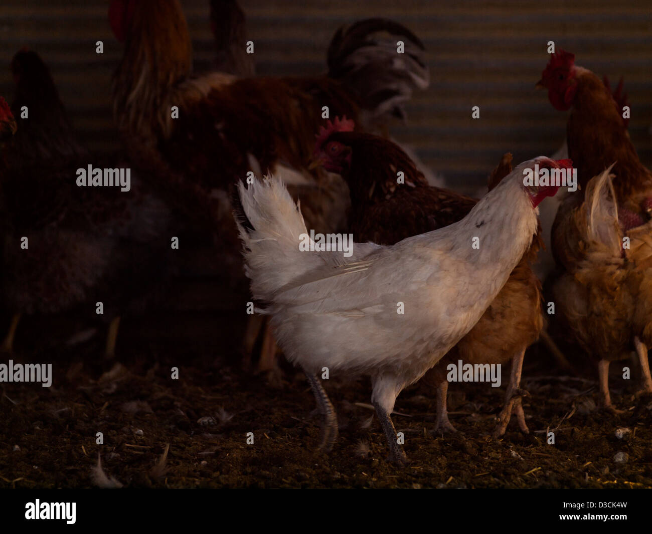 Free range foraging chicken at an organic farm Stock Photo - Alamy