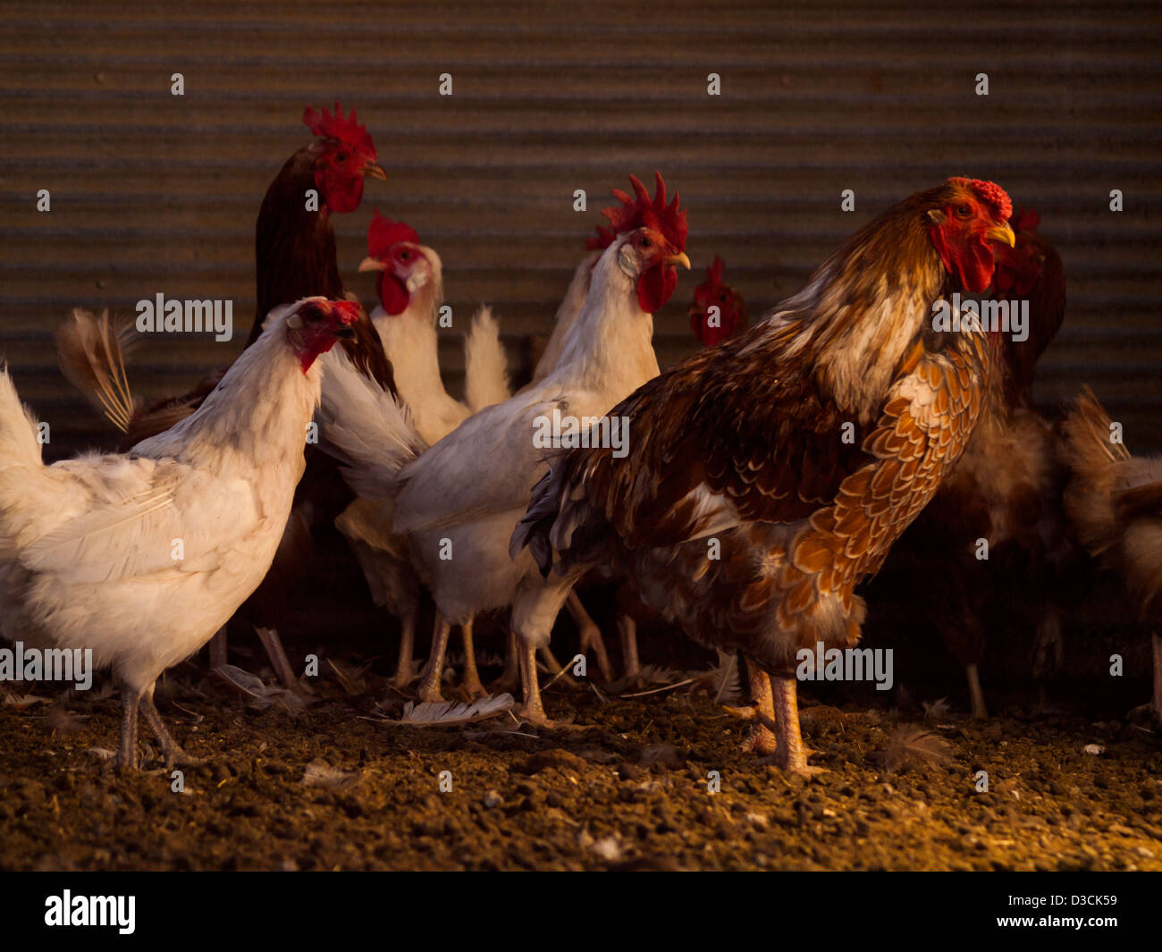 Free range foraging chicken at an organic farm Stock Photo - Alamy