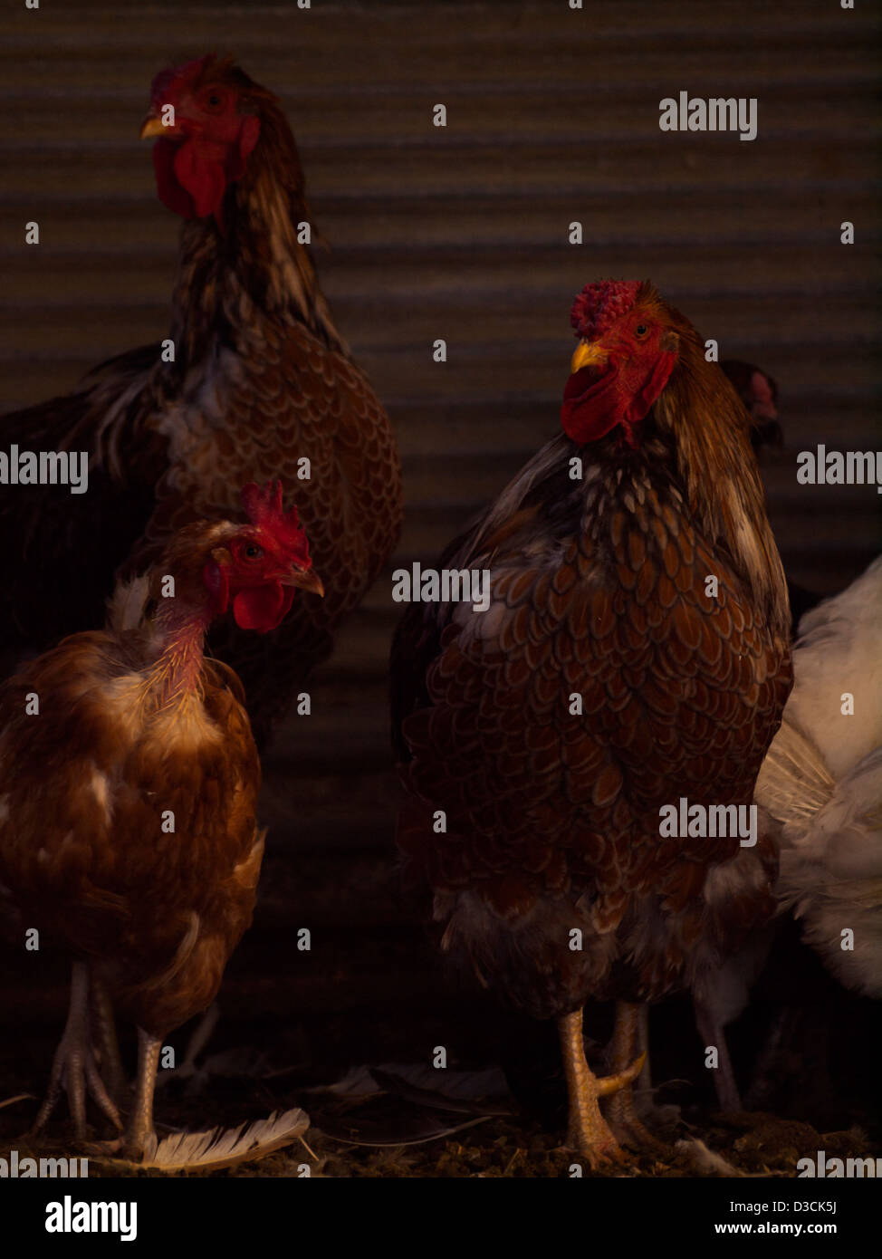 Free range foraging chicken at an organic farm Stock Photo - Alamy
