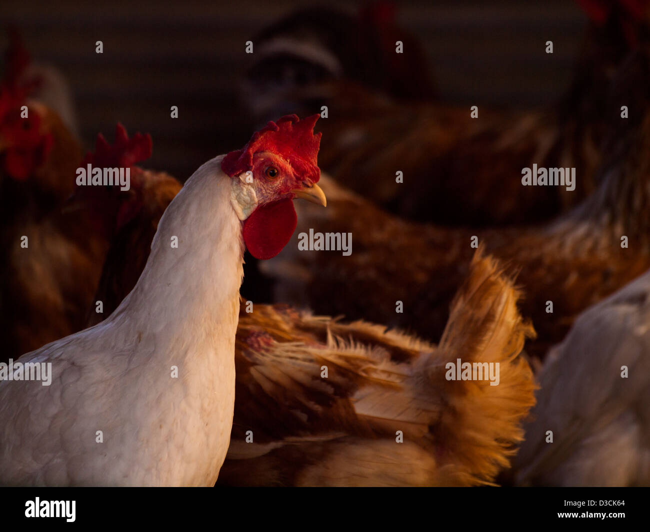 Free range foraging chicken at an organic farm Stock Photo - Alamy