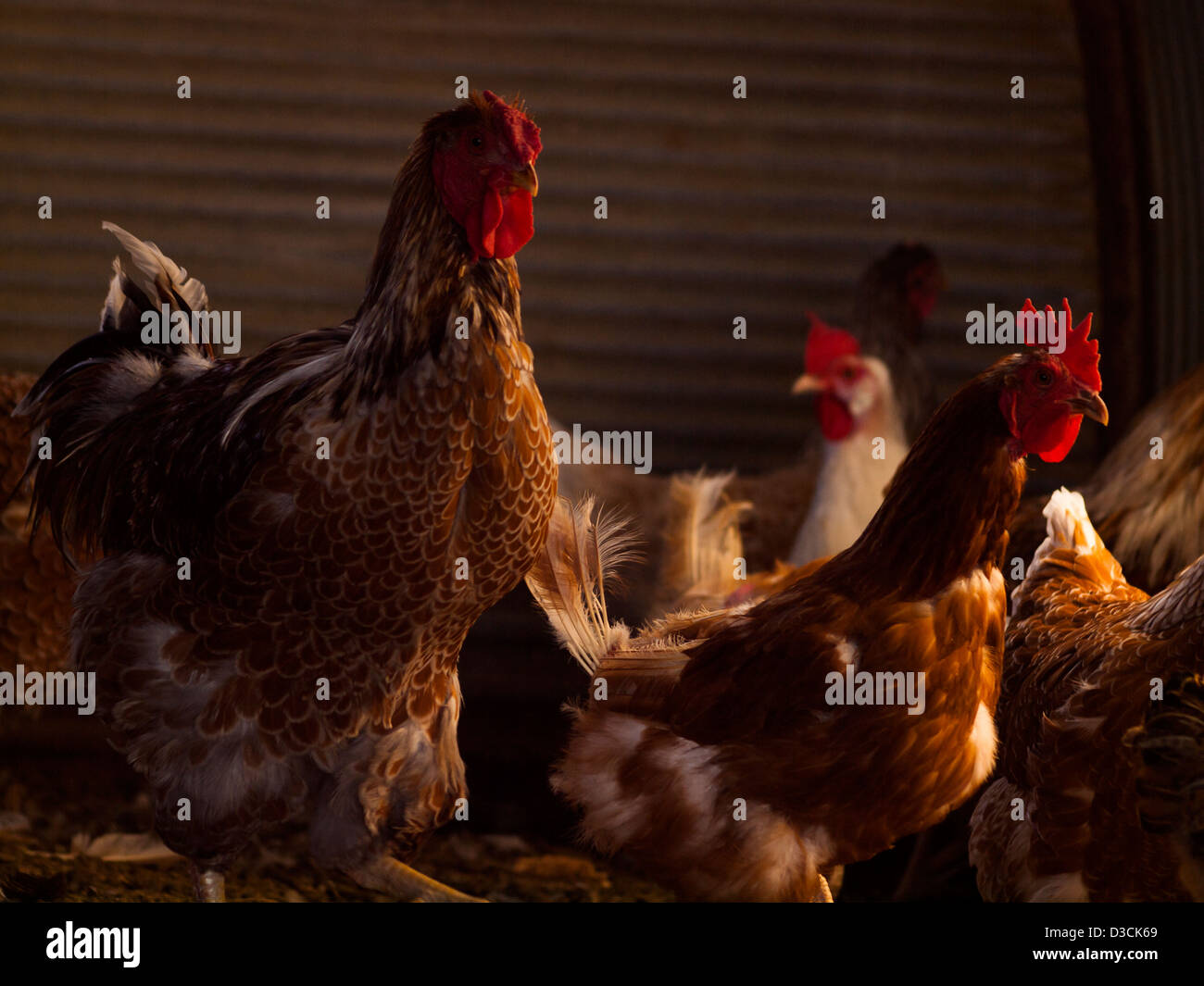 Free range foraging chicken at an organic farm Stock Photo - Alamy