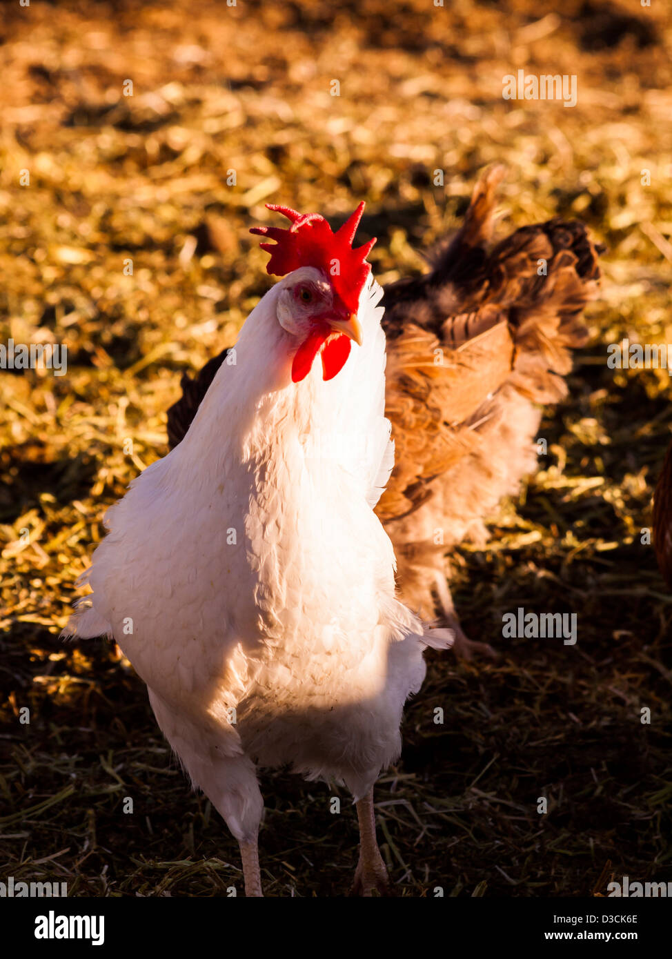 Free range foraging chicken at an organic farm Stock Photo - Alamy