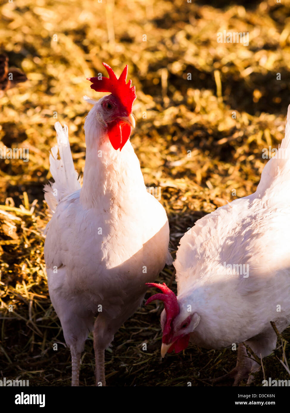 Free range foraging chicken at an organic farm Stock Photo - Alamy