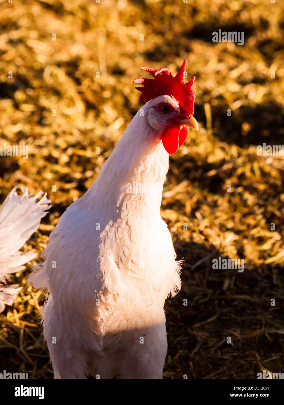 Free range foraging chicken at an organic farm Stock Photo - Alamy