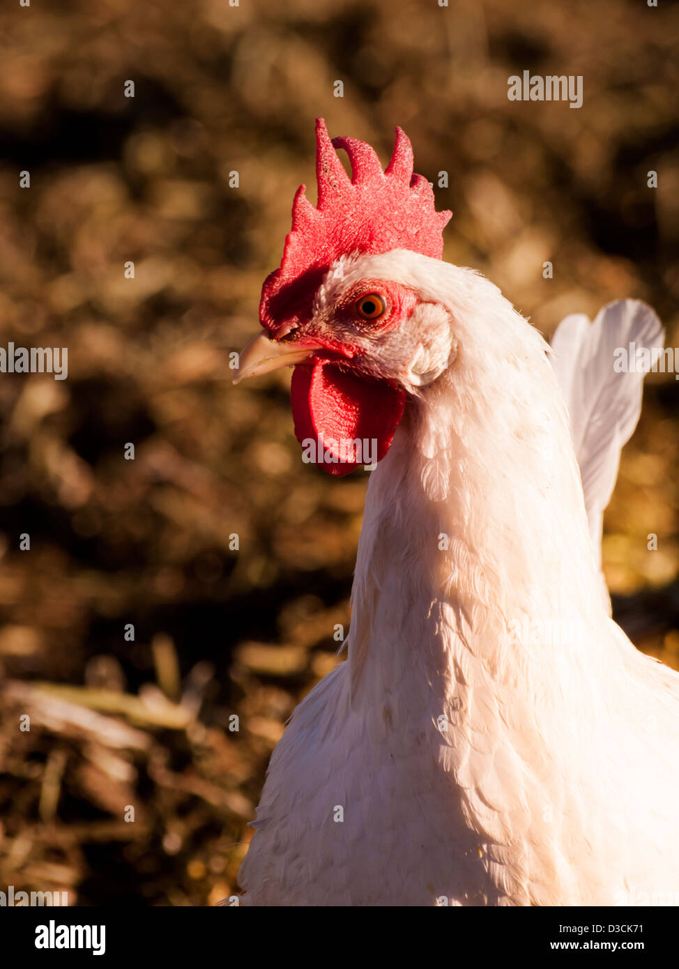 Free range foraging chicken at an organic farm Stock Photo - Alamy
