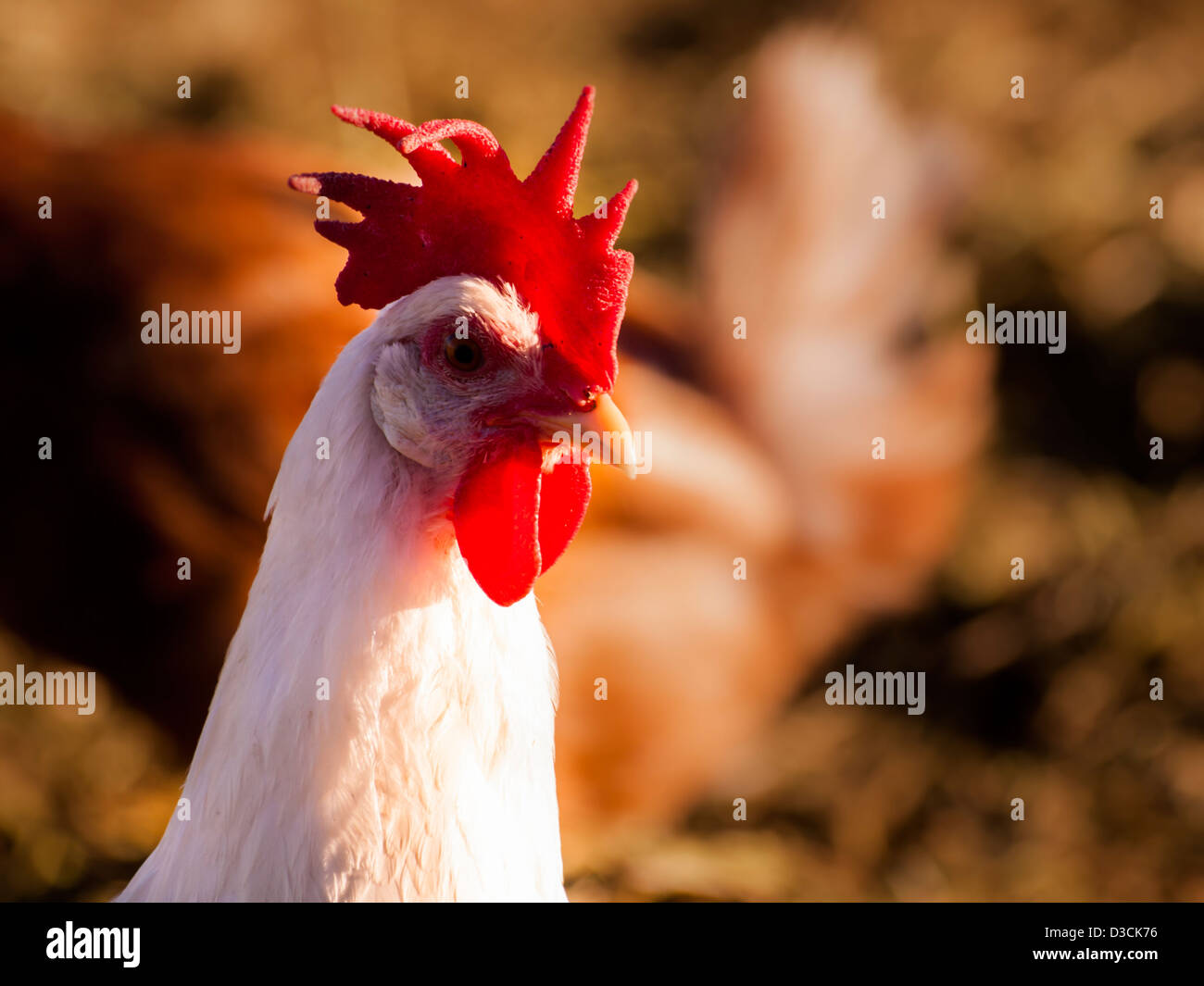 Free range foraging chicken at an organic farm Stock Photo - Alamy