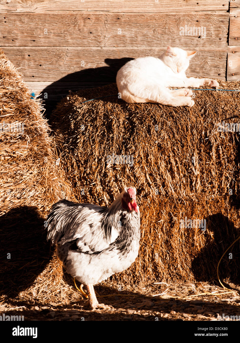 Free range foraging chicken at an organic farm Stock Photo - Alamy
