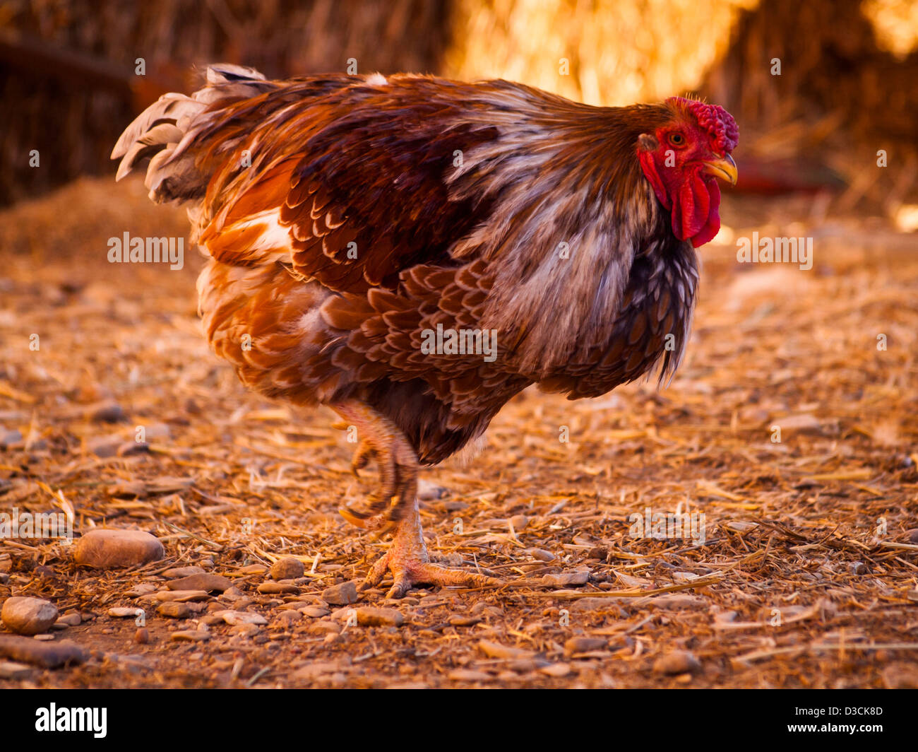 Free range foraging chicken at an organic farm Stock Photo - Alamy