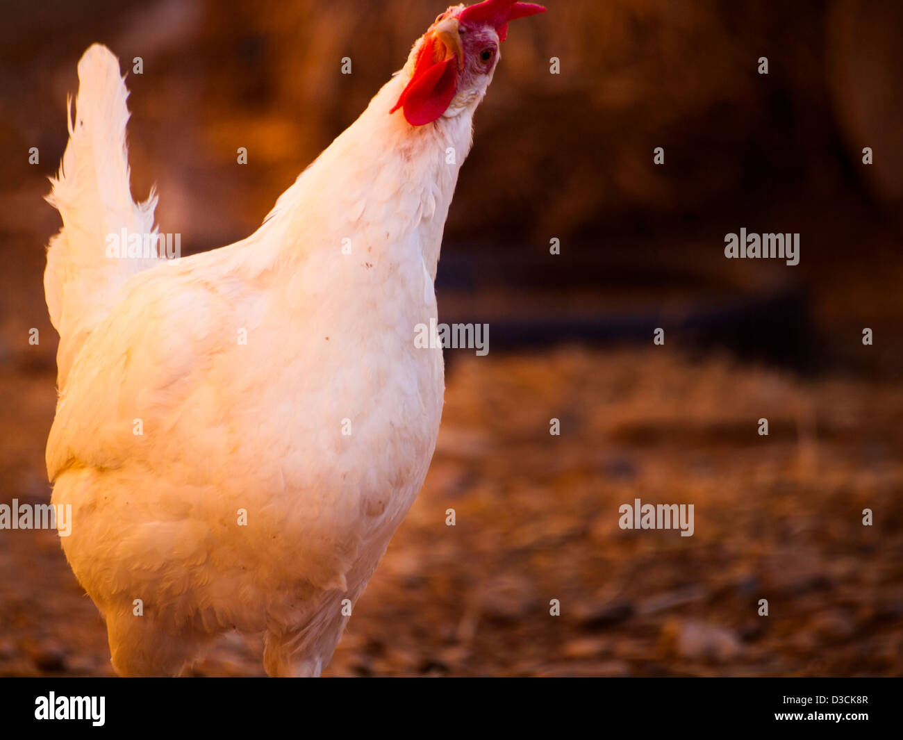 Free range foraging chicken at an organic farm Stock Photo - Alamy