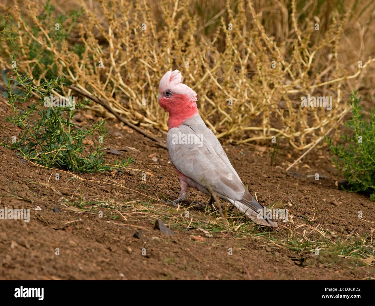 Pink parrot australian galah parrot High Resolution Stock Photography ...