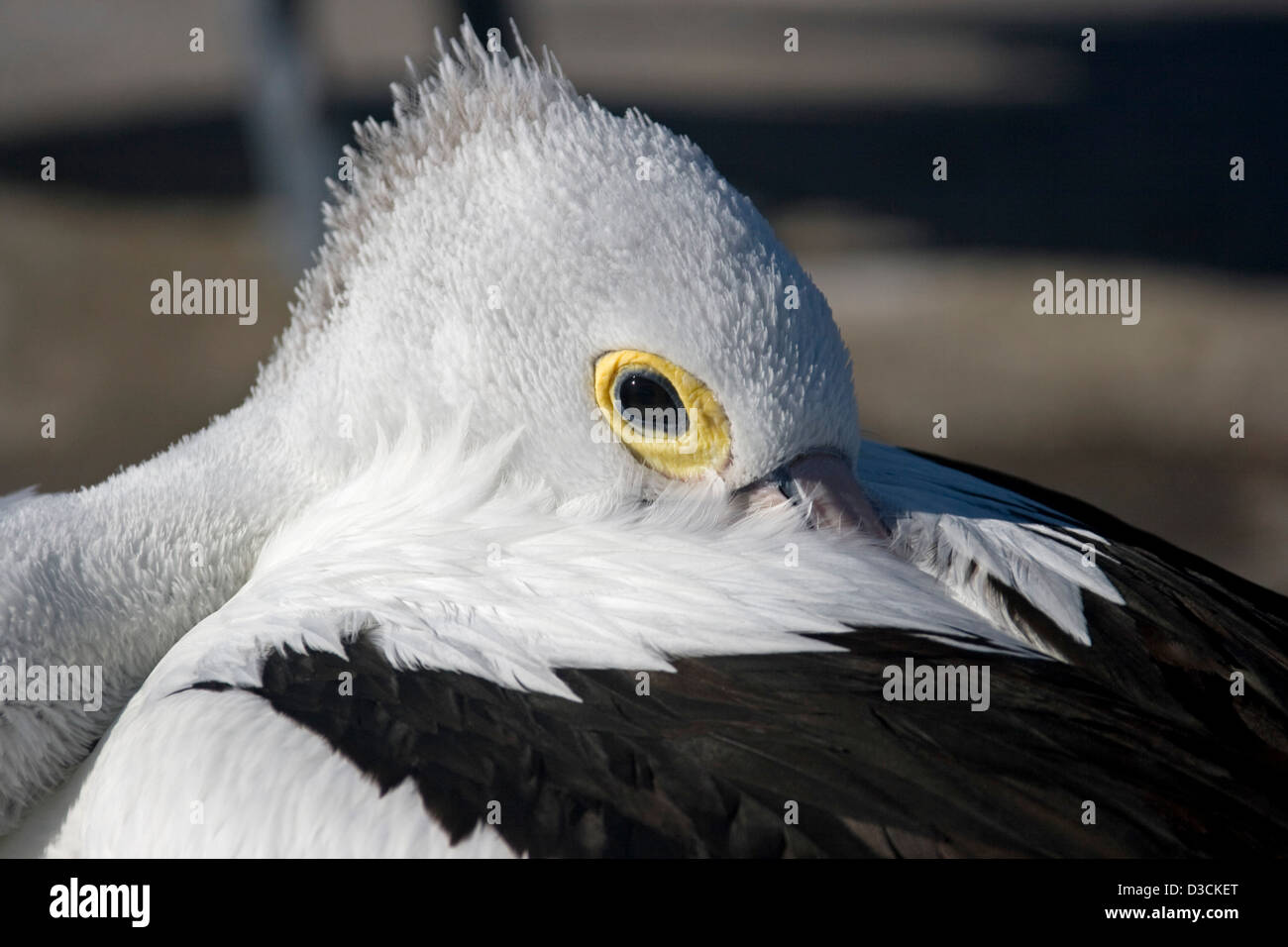 Bird with tucked in wings hi-res stock photography and images - Alamy