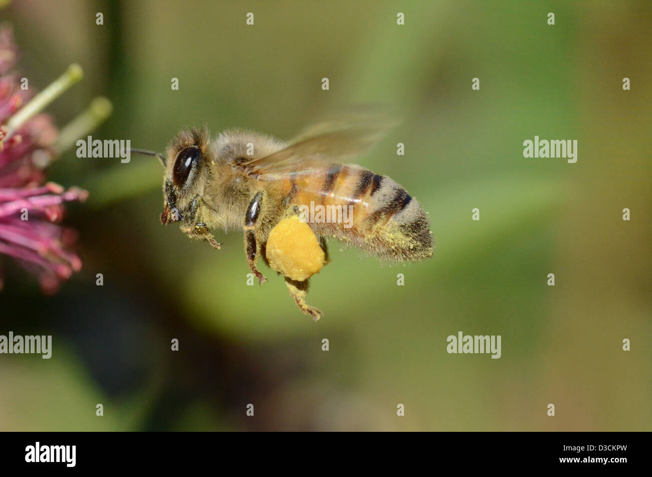 Flying bee hi-res stock photography and images - Alamy