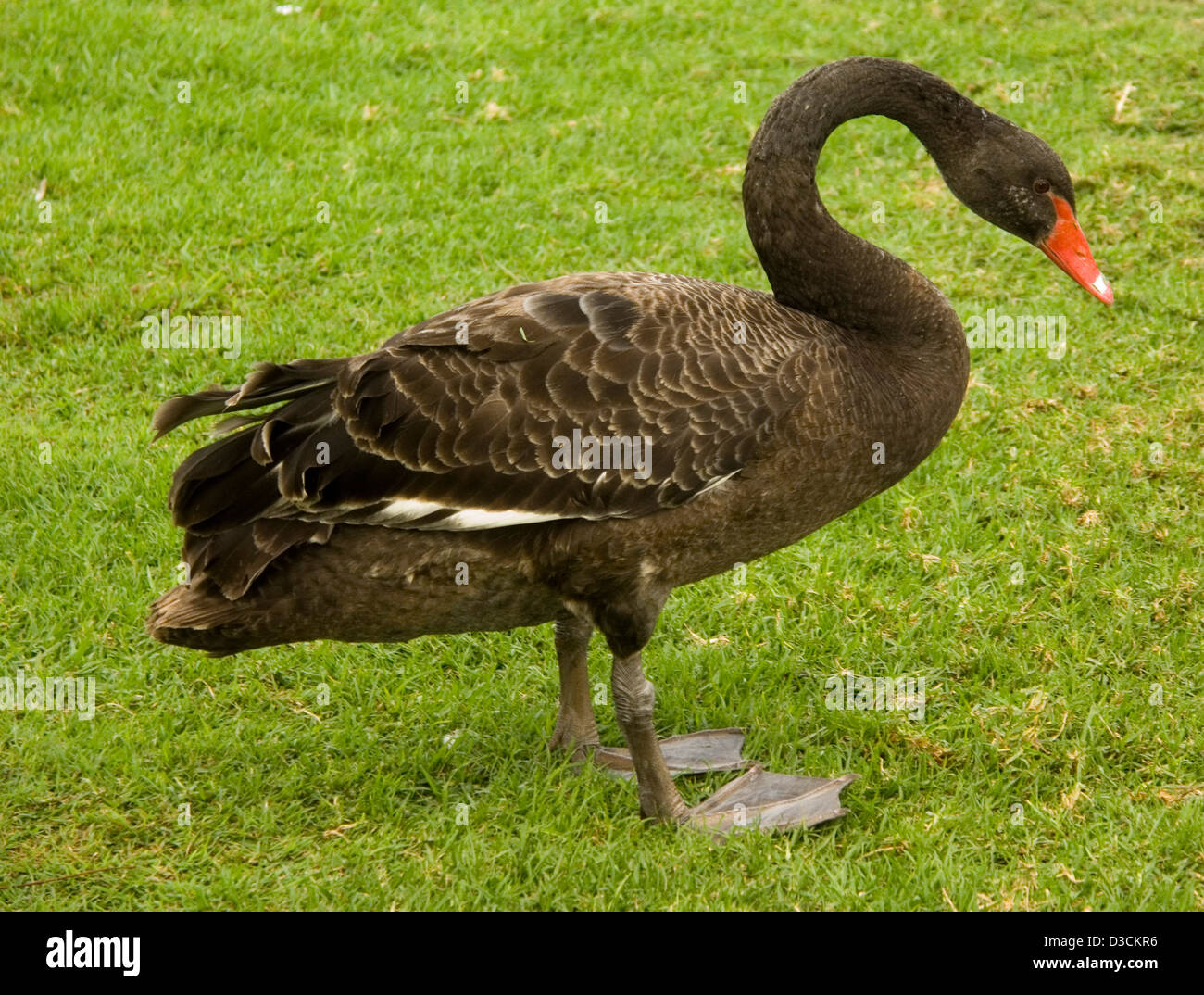 Australian black swan hi-res stock photography and images - Alamy