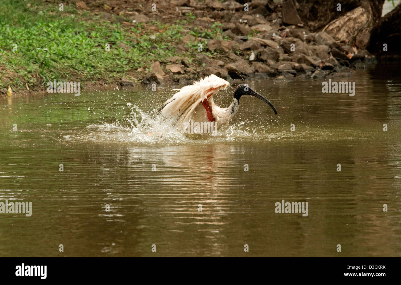 White ibis bathing and splashing in dark water in a river in the ...