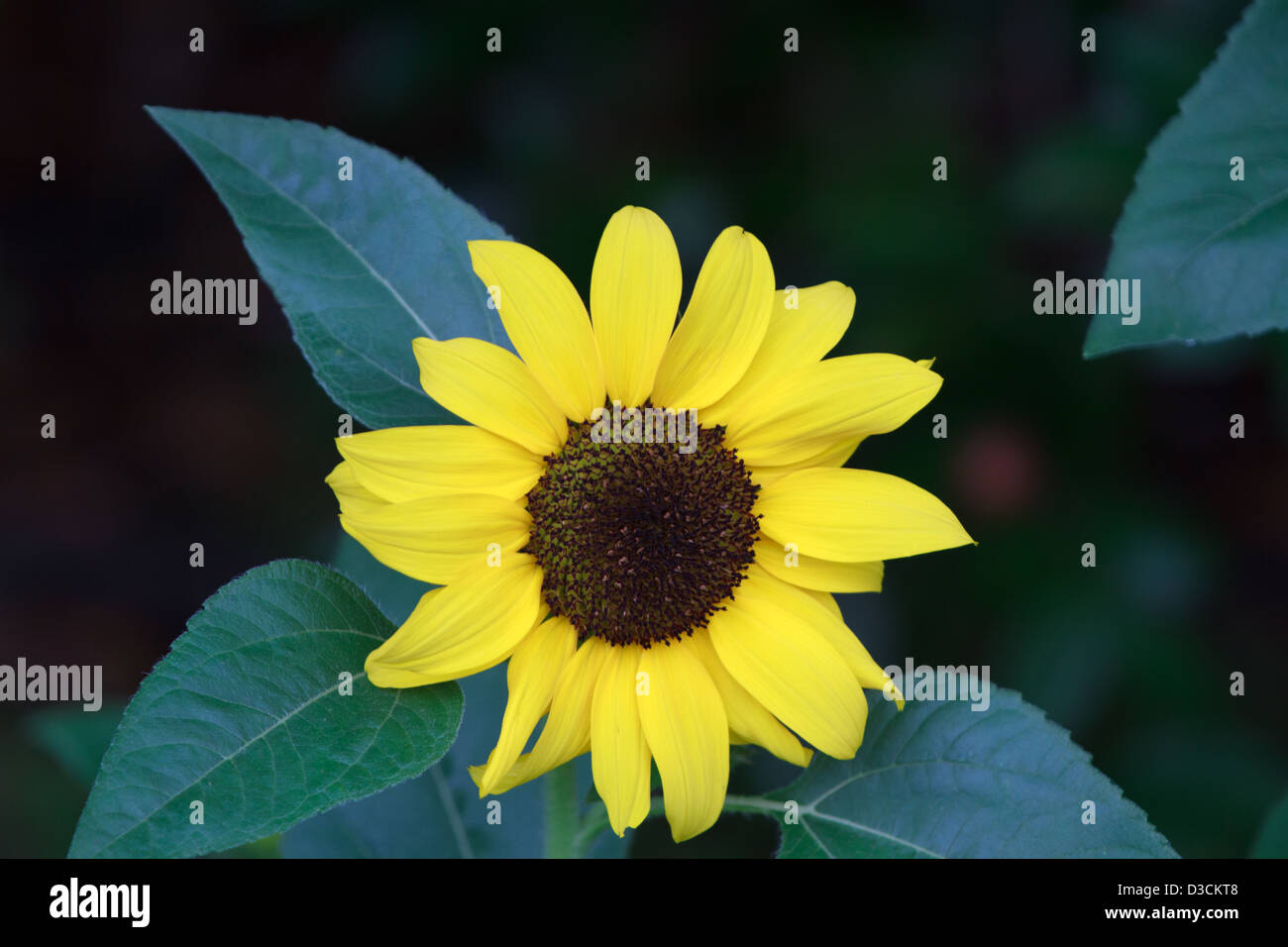 A lovely single sunflower Stock Photo - Alamy