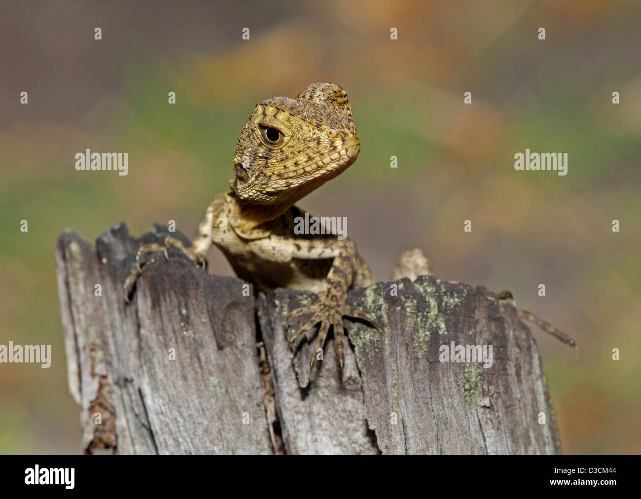 Eastern water dragon young hi-res stock photography and images - Alamy