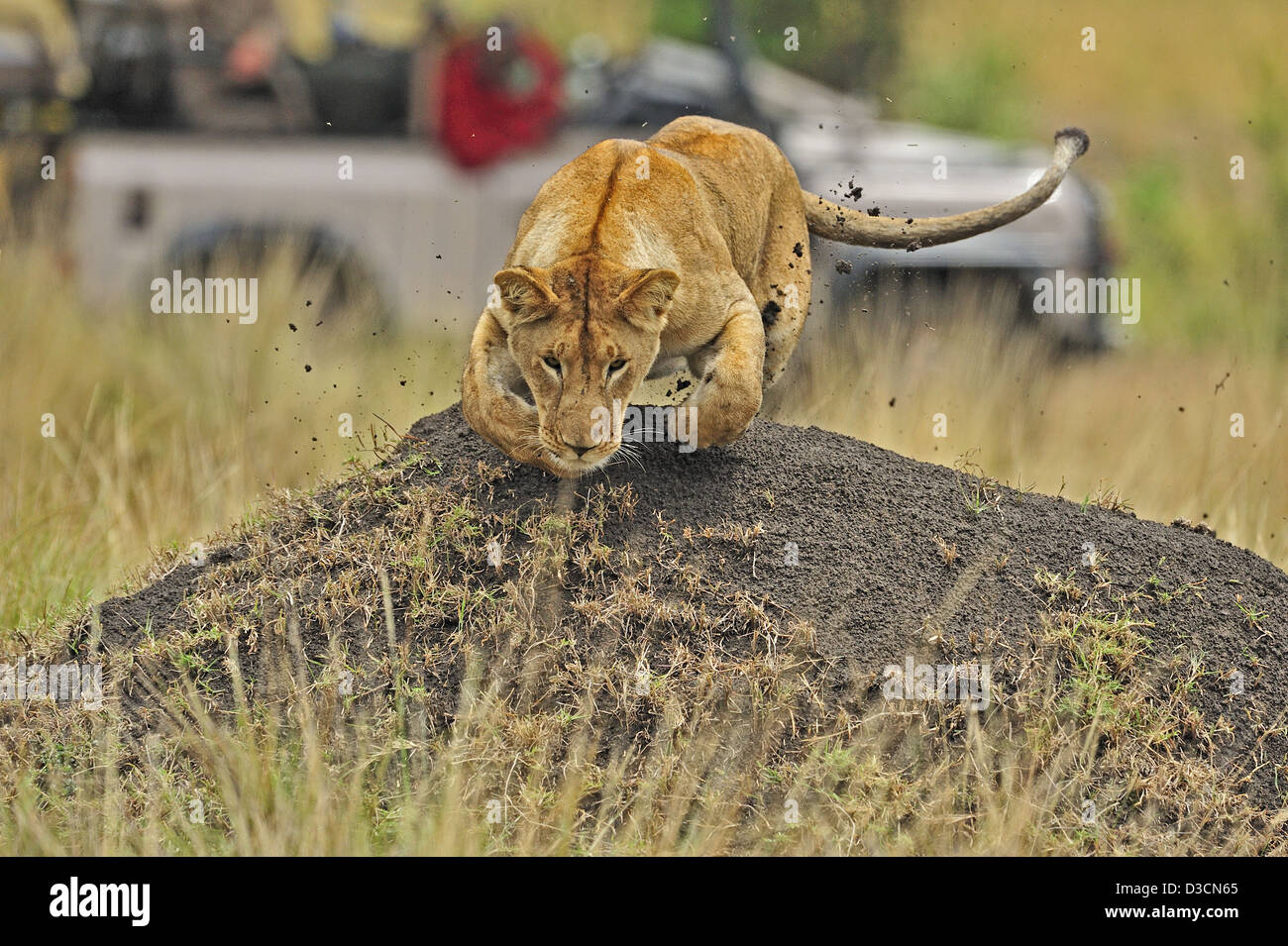 Visitors looking at a charging lioness in Masai Mara, Kenya, Africa Stock Photo - Alamy