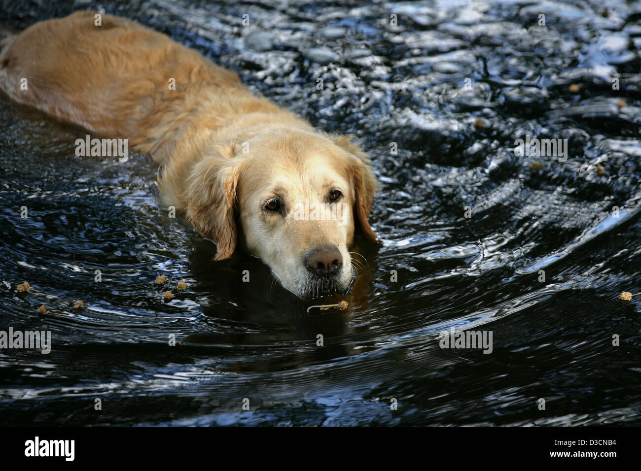 dog (golden retriever) in water Stock Photo - Alamy