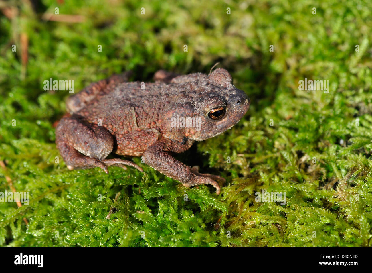 Common toad on green moss. Dorset, UK Stock Photo - Alamy