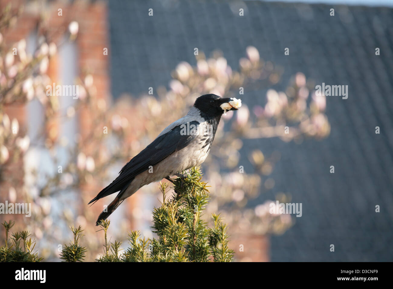 Eurasian Magpie eating Stock Photo - Alamy