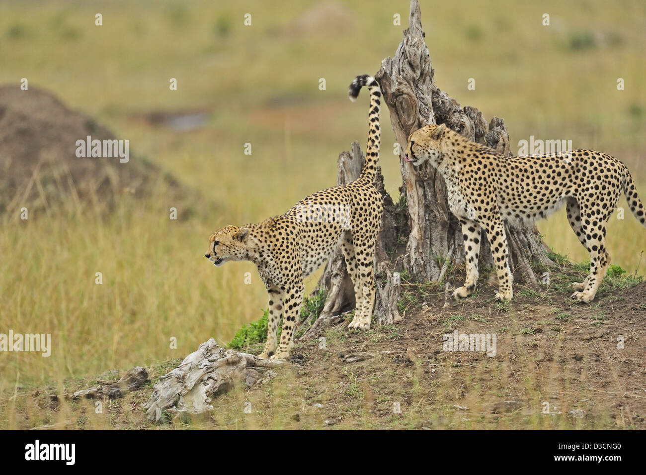 Three Cheetahs (three brothers) marking their territory in the ...