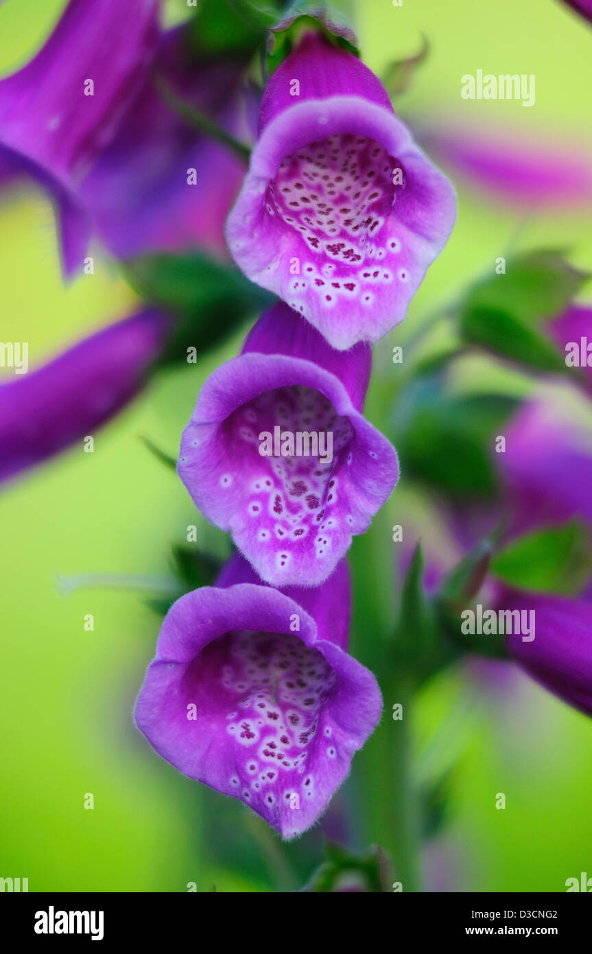 Three foxglove trumpets in a vertical row Stock Photo - Alamy