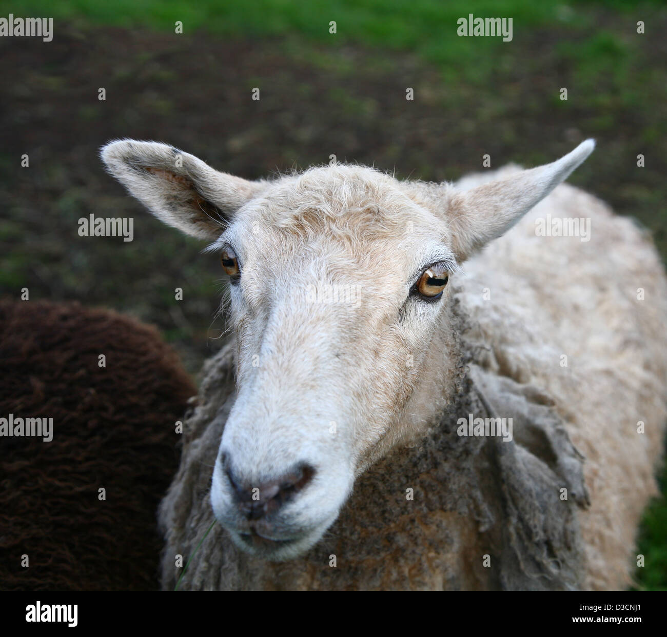 Danish wool hi-res stock photography and images - Alamy