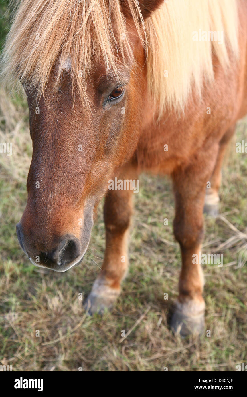 Danish farm animals hi-res stock photography and images - Alamy
