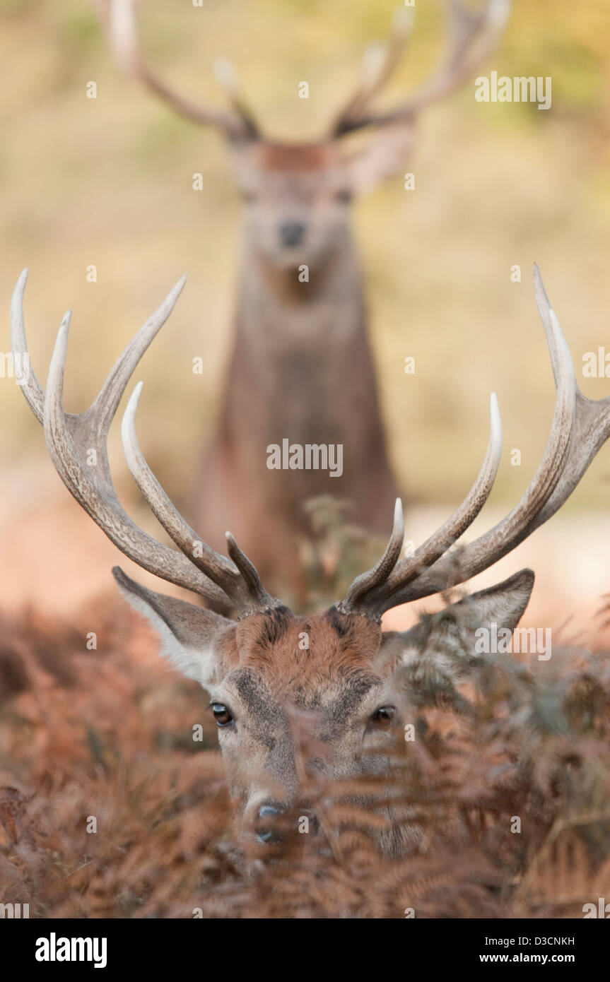 Red deer stags rutting season Stock Photo - Alamy