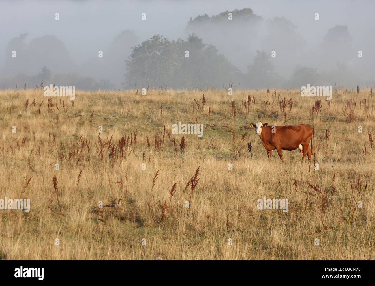 Cows in the fog in Denmark in the summer. Fog in the background Stock ...