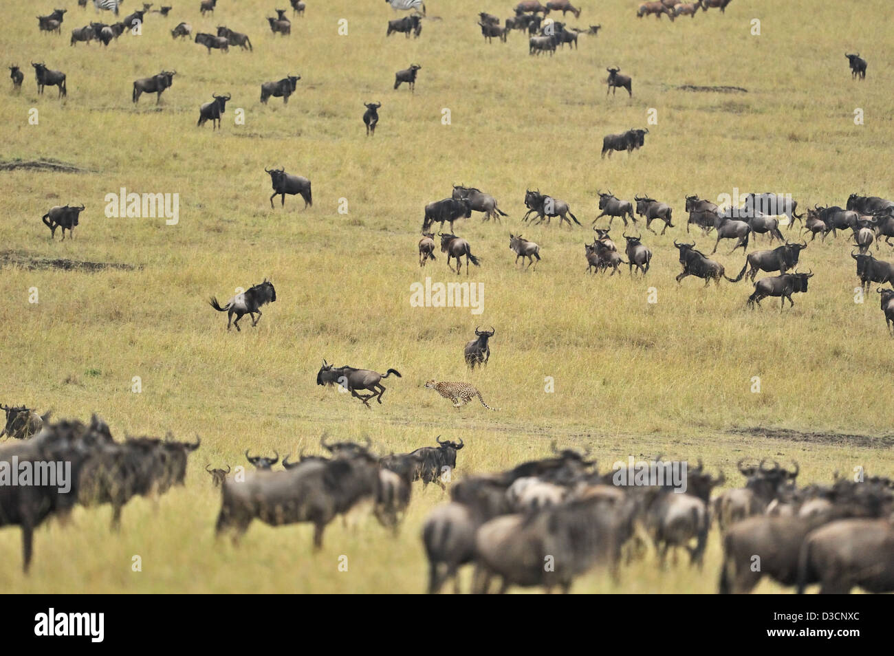 Cheetah hunting a wildebeest while the rest of the herd looks on, in ...