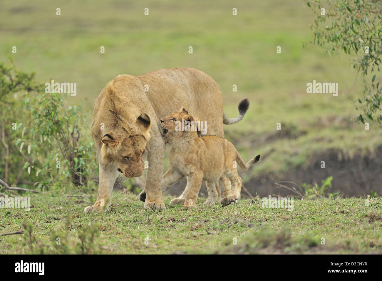 The Marsh pride of lions in the Masai Mara, Kenya, Africa Stock Photo ...