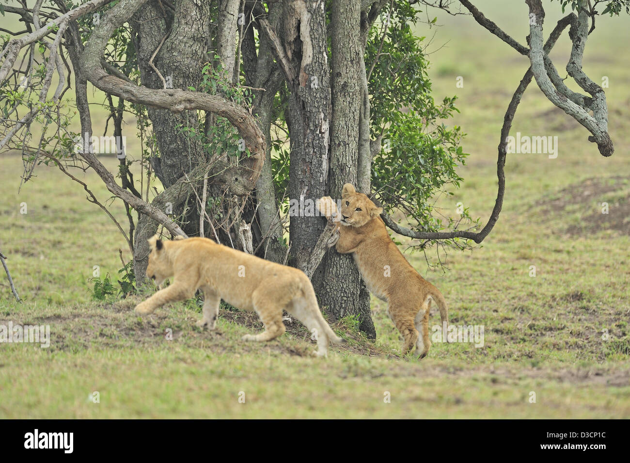 The Marsh pride of lions in the Masai Mara, Kenya, Africa Stock Photo ...