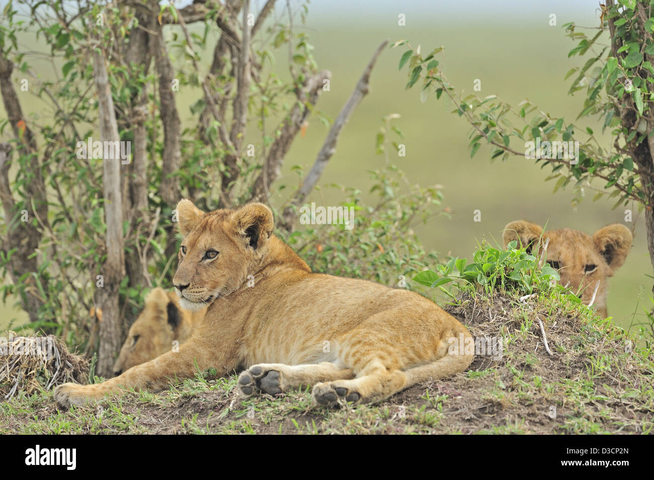The Marsh pride of lions in the Masai Mara, Kenya, Africa Stock Photo ...