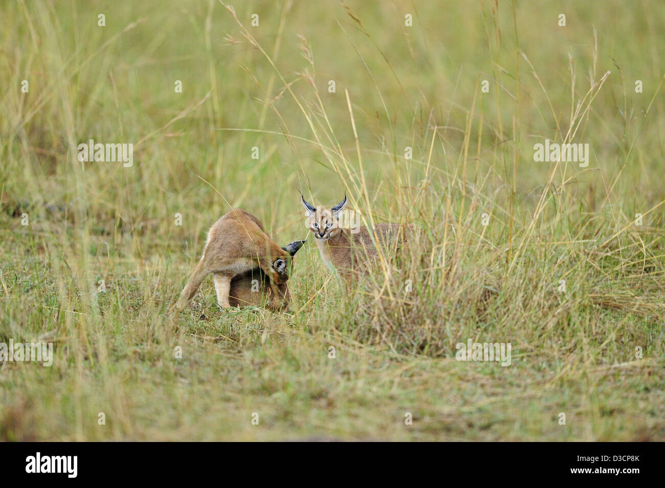 Caracal caracal family hi-res stock photography and images - Alamy