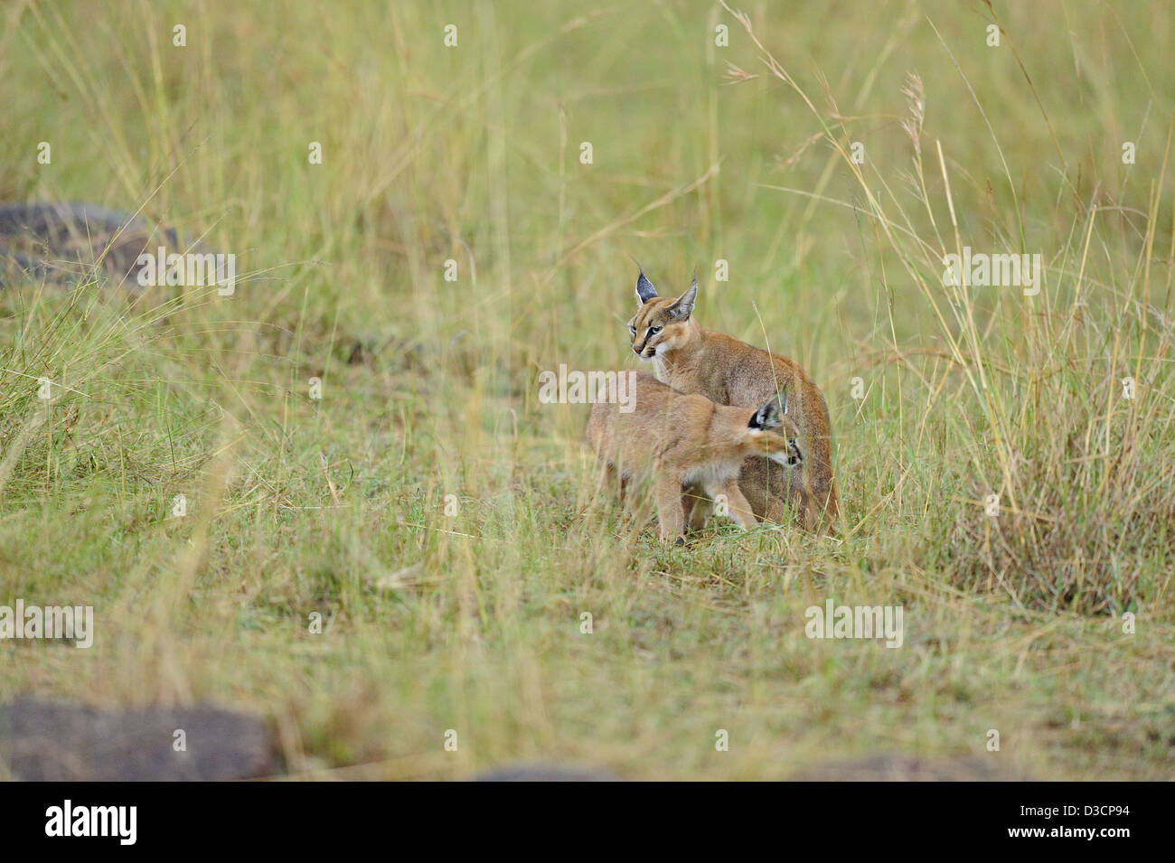 Caracal caracal caracal hiding in hi-res stock photography and images ...