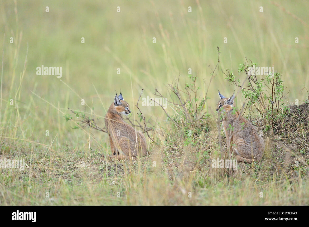Caracal (Caracal caracal) sitting in the grasses during rains in Masai ...