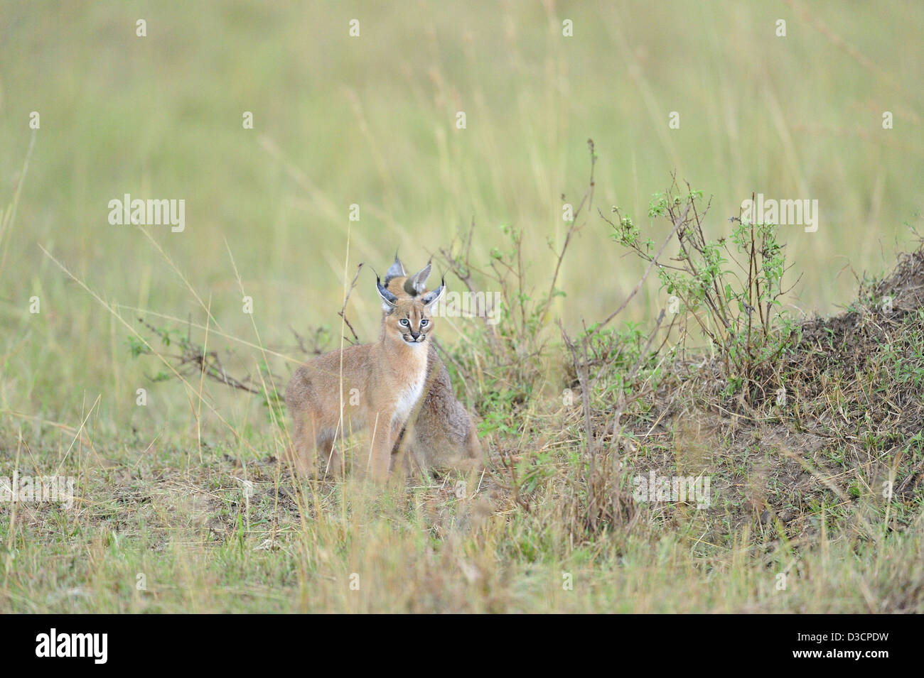 Caracal caracal family hi-res stock photography and images - Alamy