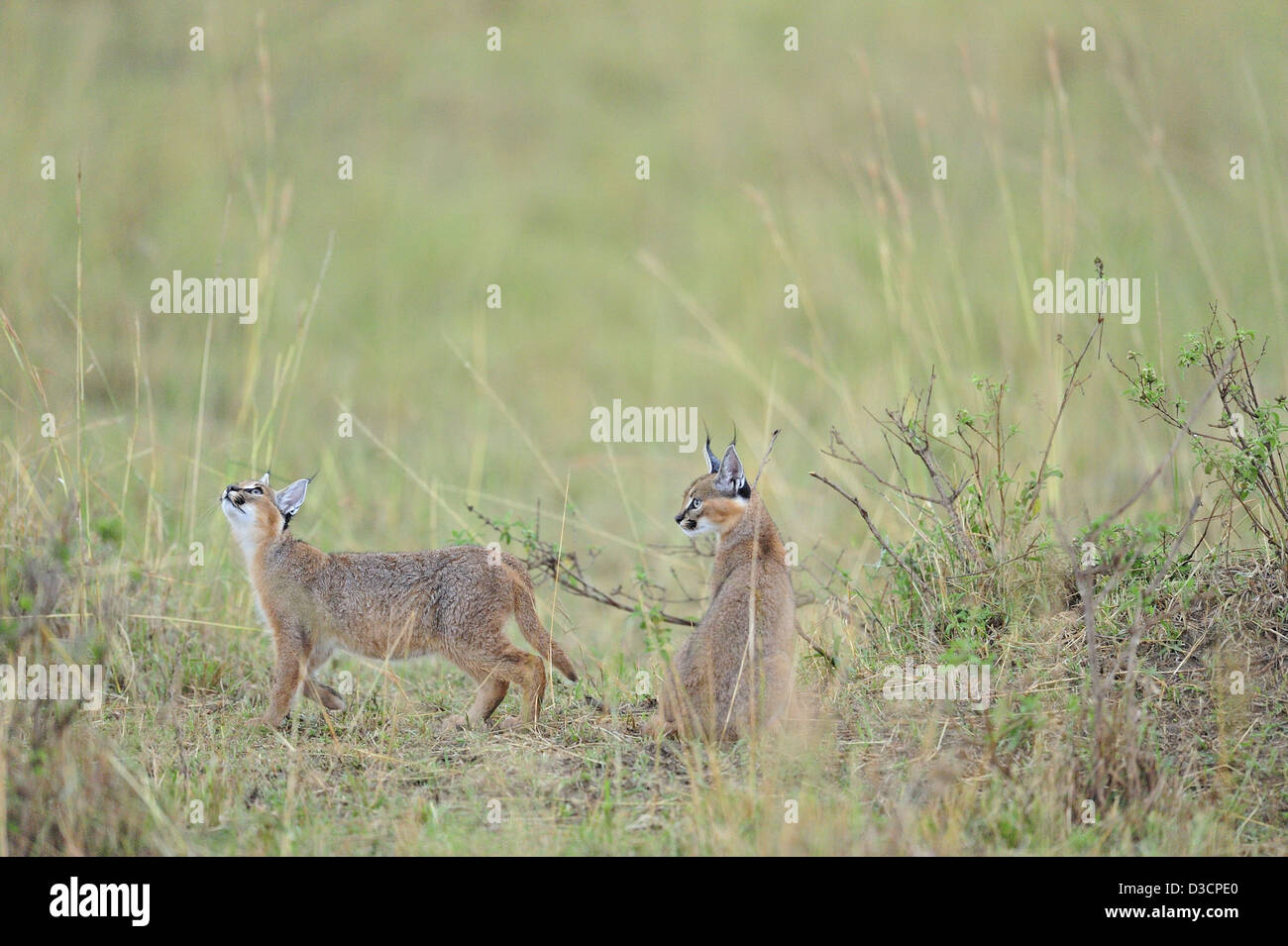 Caracal caracal family hi-res stock photography and images - Alamy