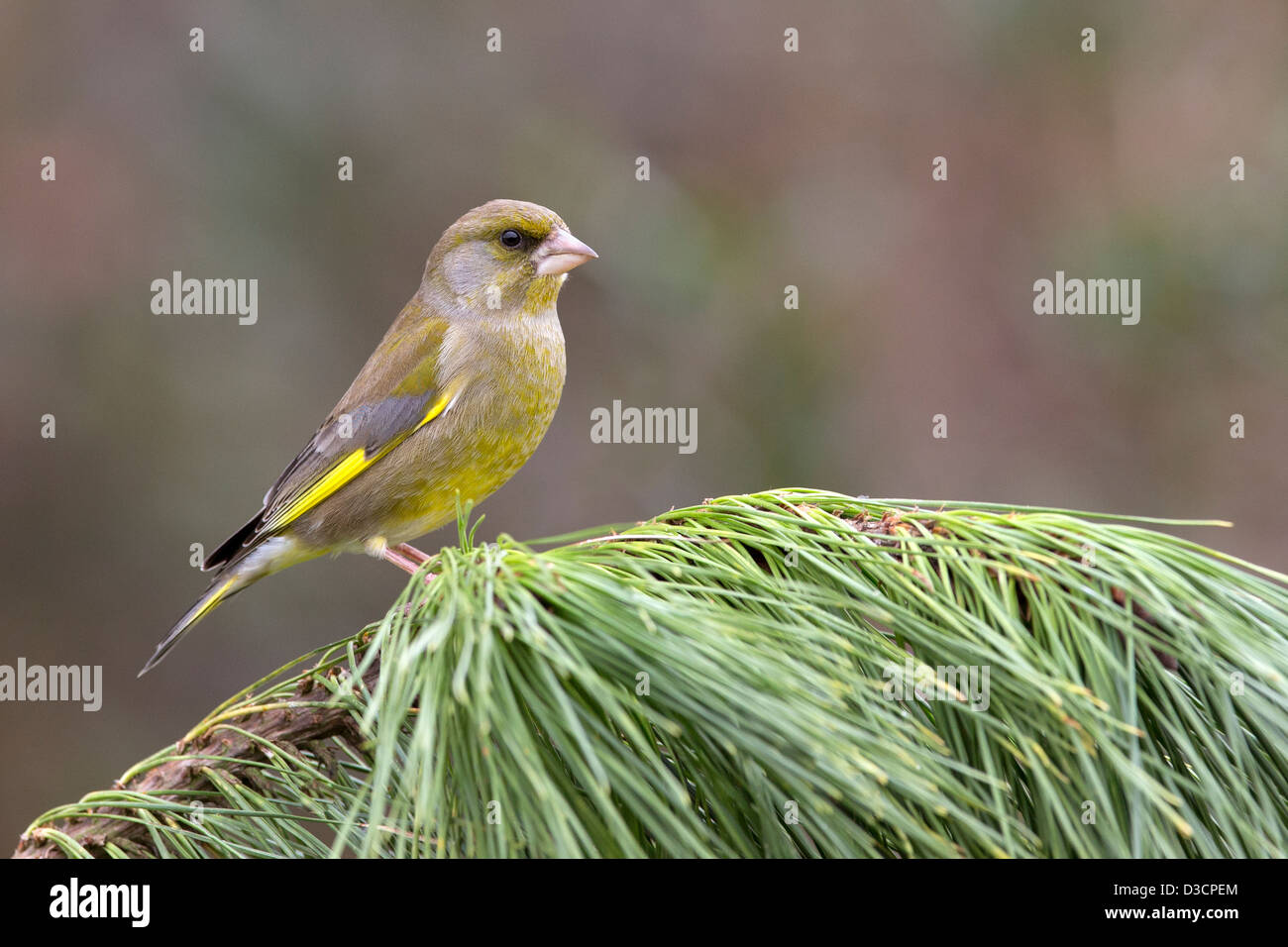 Greenfinch hi-res stock photography and images - Alamy