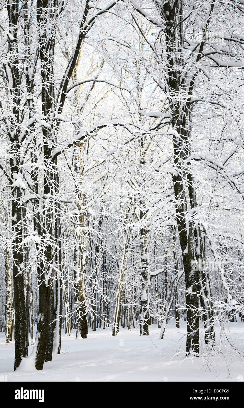 Russian forest in winter hi-res stock photography and images - Alamy
