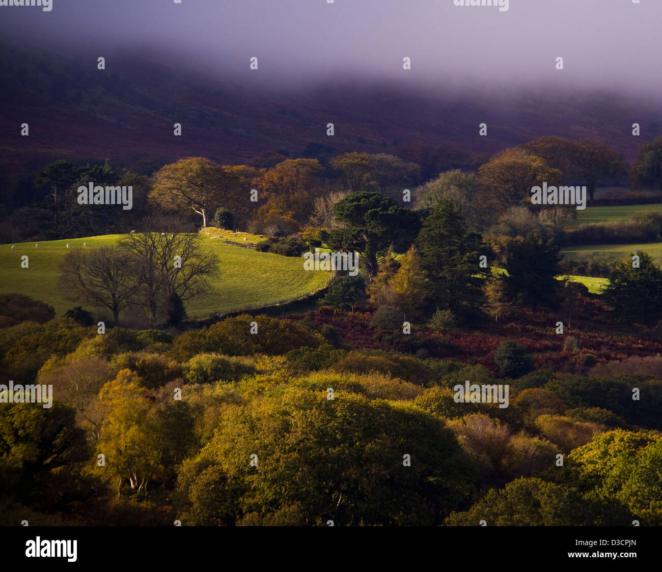 Exmoor Field and Trees Stock Photo - Alamy