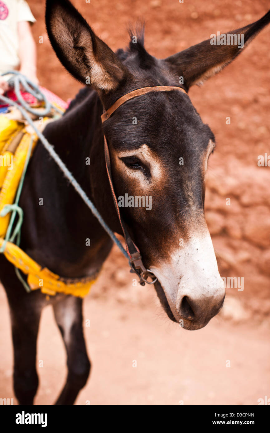 Portrait of donkey in Berber village, Marrakech, Morocco Stock Photo ...