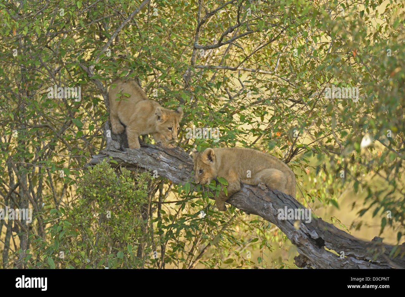 Playful lion cubs on a tree in the Masai Mara, Kenya, Africa Stock ...