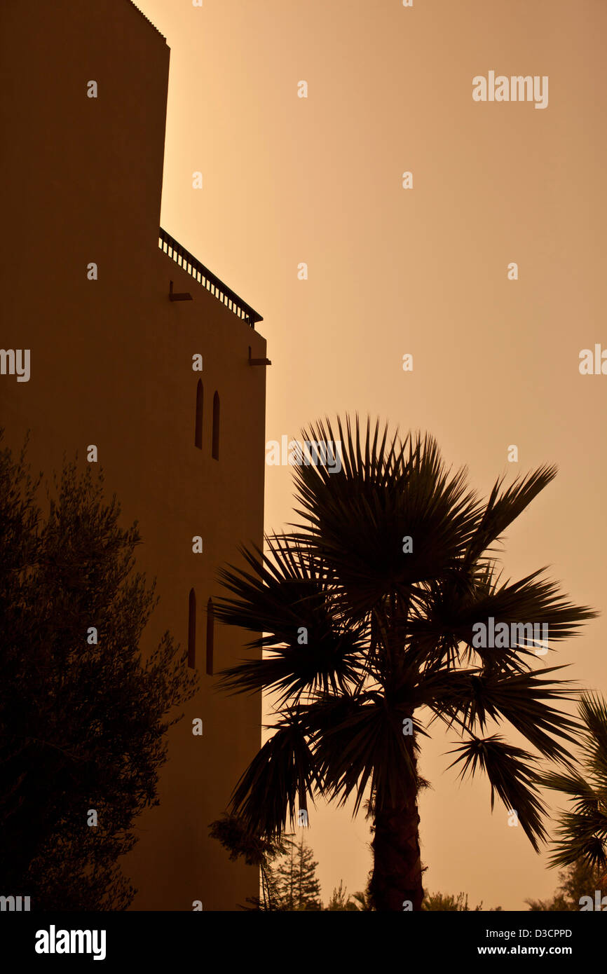 Moroccan palm tree hi-res stock photography and images - Alamy